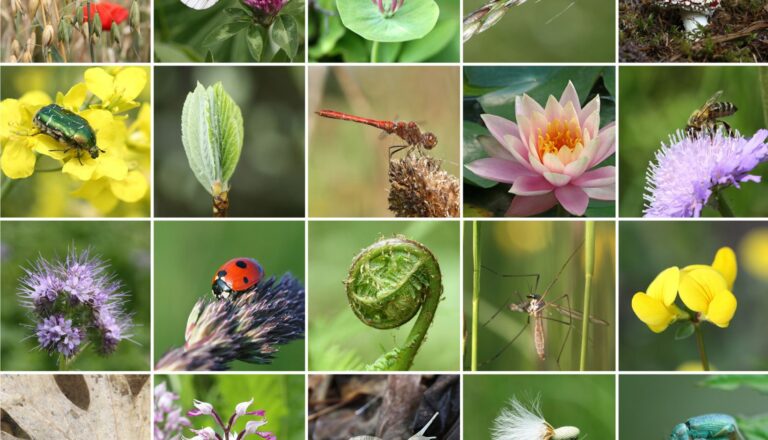 The Crisis of Biodiversity: Causes, Consequences, and Paths to ...