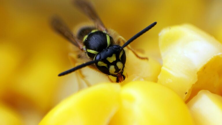 How to Get Rid of Wasps Safely and Effectively in the UK ...